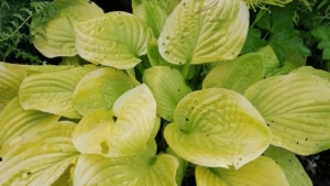 21 Giant Hostas for Your Shade Garden