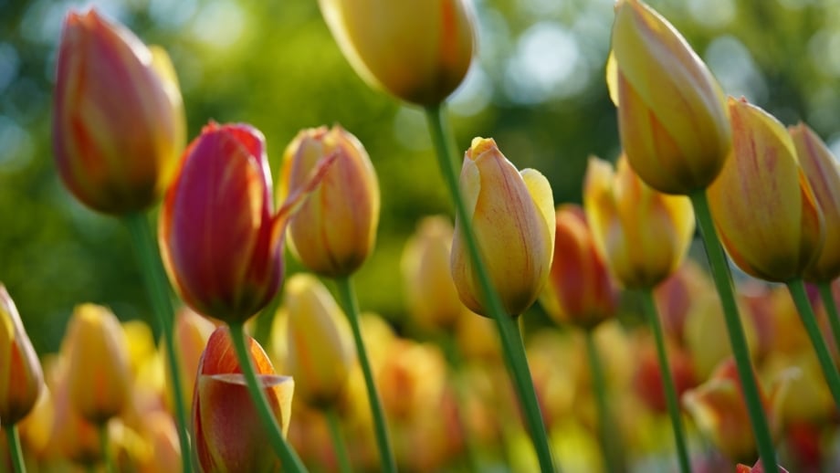 Do Tulips Need to be Cut Back Each Season?