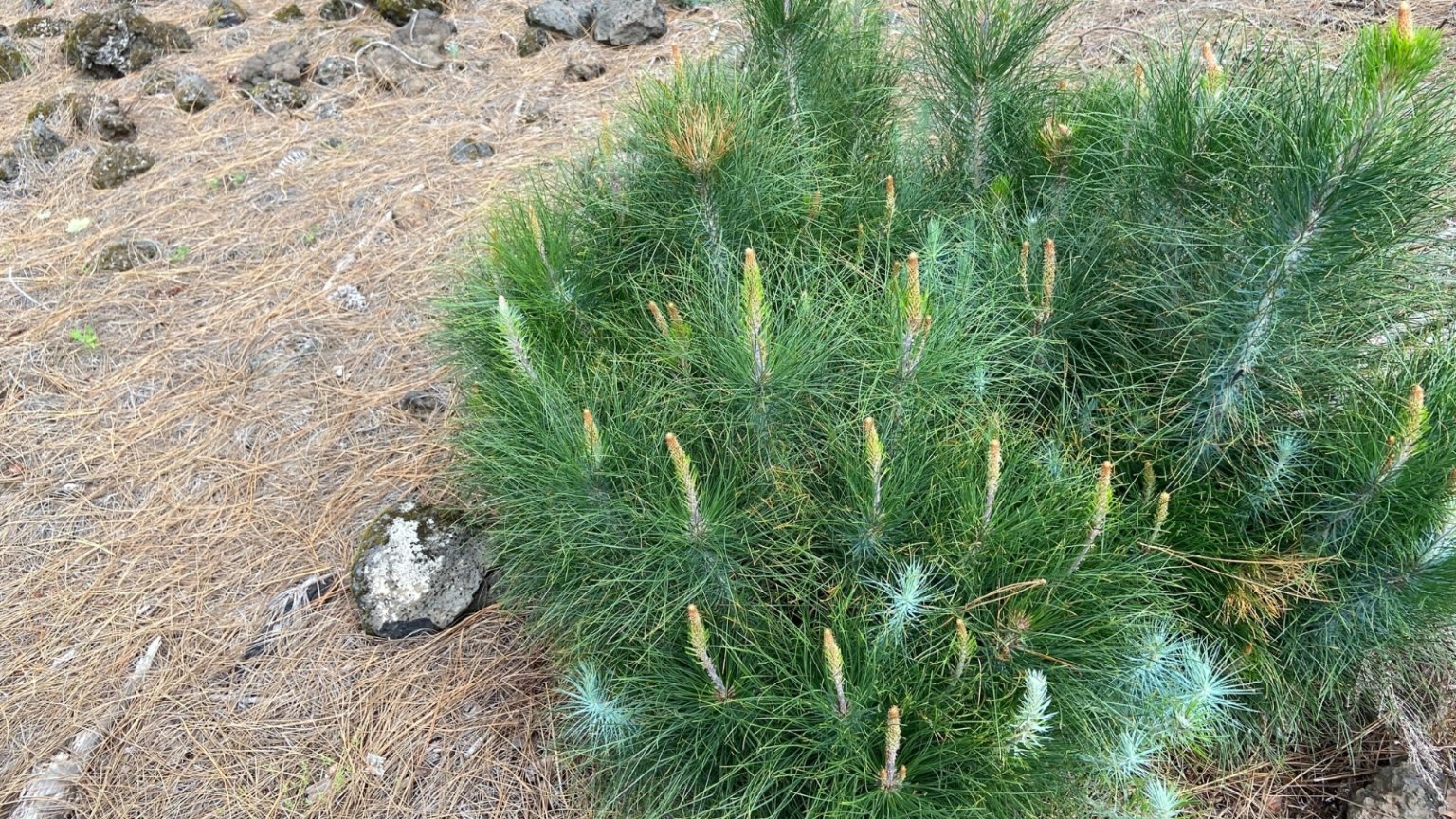 Pine Tree Growth Rates: How Fast do Pine Trees Grow?