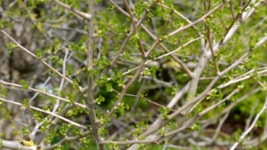 How to Plant, Grow, and Care For Gingko Trees