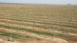 How to Plant, Grow, and Care for Pistachio Trees - Epic Gardening