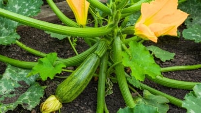 17 Vegetables to Plant in June