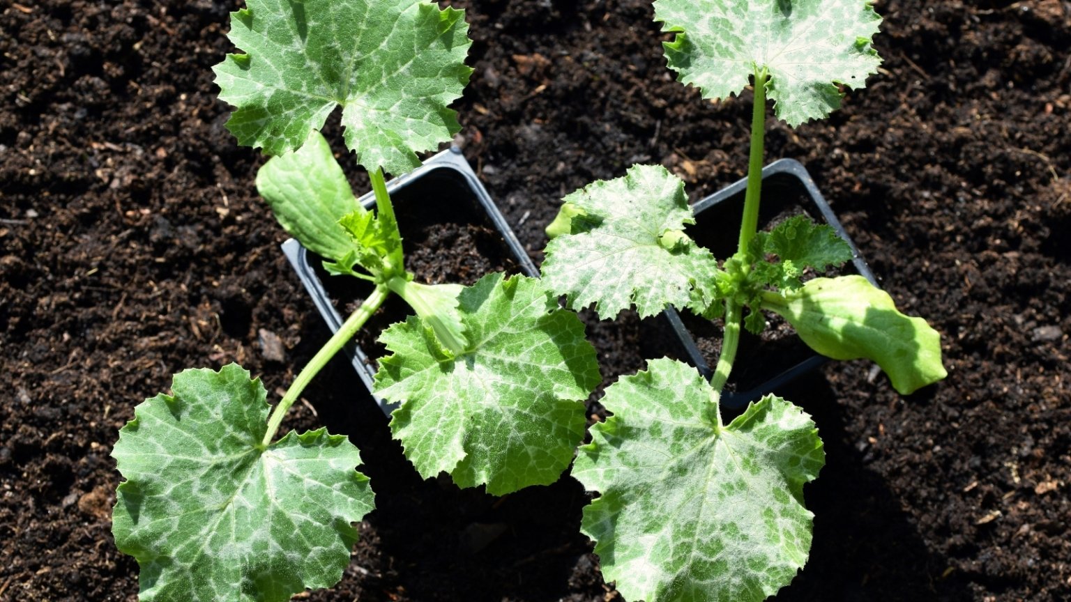 5 Tips for Growing Great Zucchini in Raised Beds