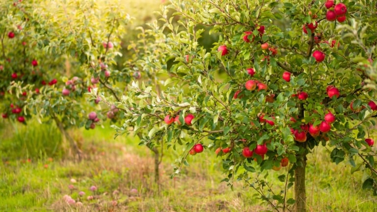 How to Start Your Own Mini Backyard Orchard
