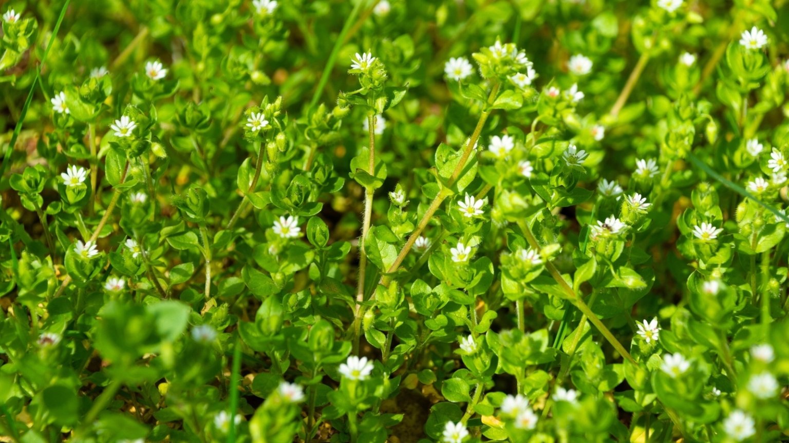 41 Beneficial Weeds and Their Uses