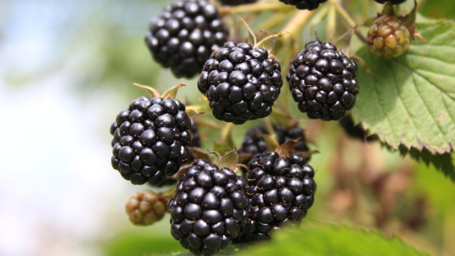 15 Compact Berry Plants That Grow Well in Containers
