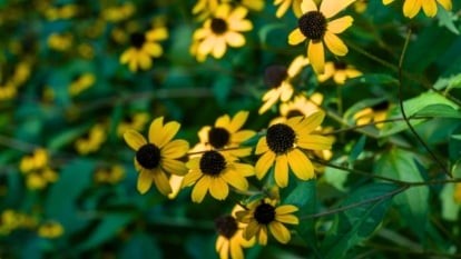 How to Plant, Grow, and Care for Brown-Eyed Susans