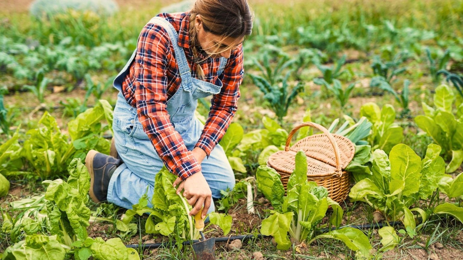 31 Tips for Starting Your New Garden on a Budget