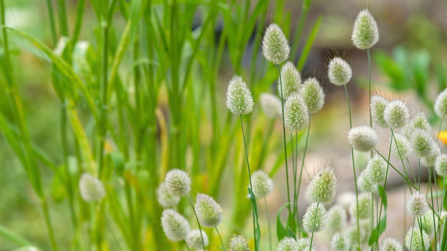 How to Plant, Grow, and Care for 'Bunny Tails' Grass