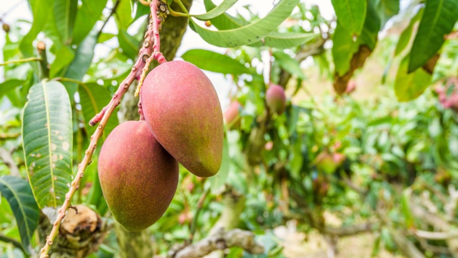 How to Plant, Grow, and Care for 'Glenn' Mango Trees