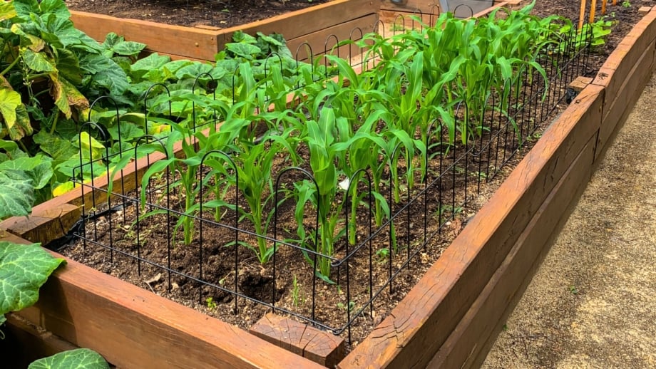 How to Grow Corn in Raised Beds: A Complete Guide