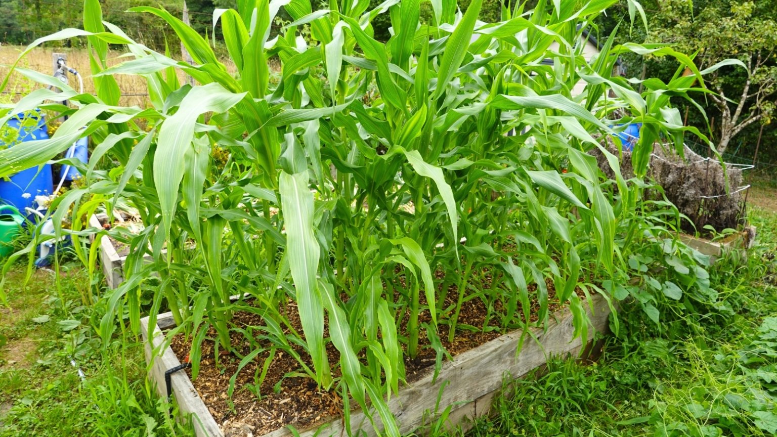 How to Grow Corn in Raised Beds: A Complete Guide
