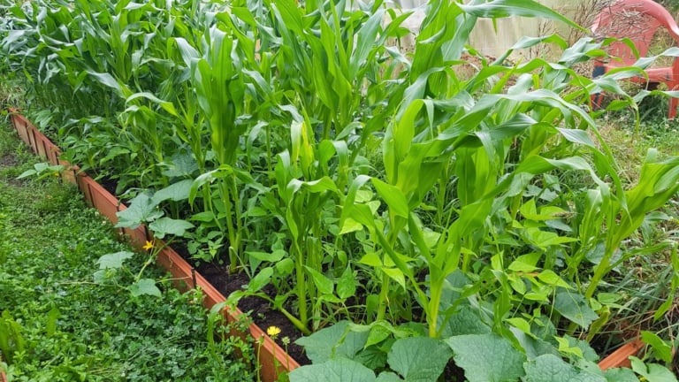 How to Grow Corn in Raised Beds: A Complete Guide