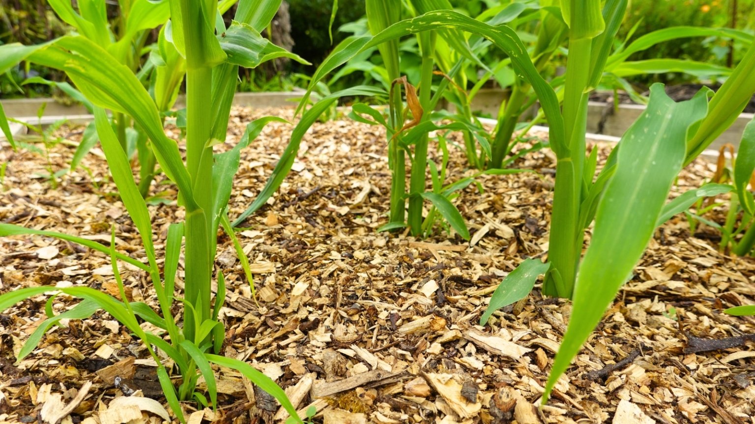 How to Grow Corn in Raised Beds: A Complete Guide