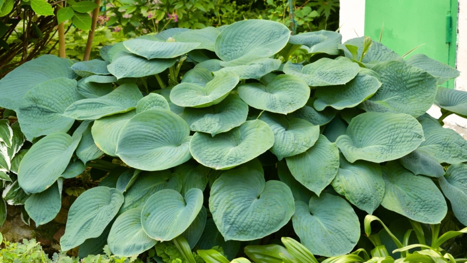 How to Plant, Grow, and Care for 'Empress Wu' hosta