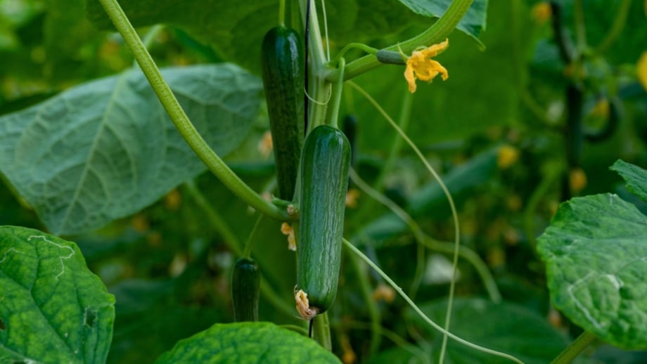 8 Disease-Resistant Cucumber Varieties for Home Gardeners
