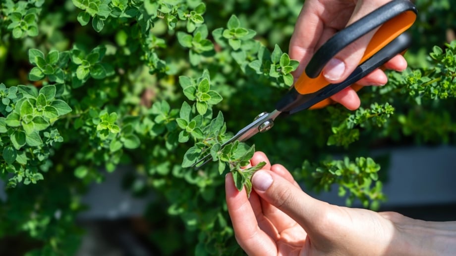 How to Plant, Grow, and Care for ‘Kirigami’ Ornamental Oregano