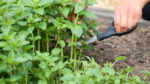 How to Plant, Grow, and Care for ‘Kent Beauty’ Ornamental Oregano