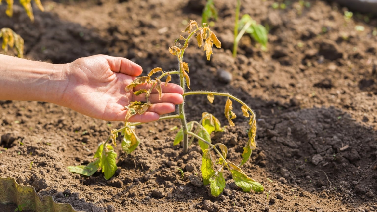 9 Reasons Why Your Tomato Plant Has Stunted Growth