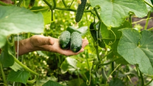 40 Cucumber Varieties You Should Grow