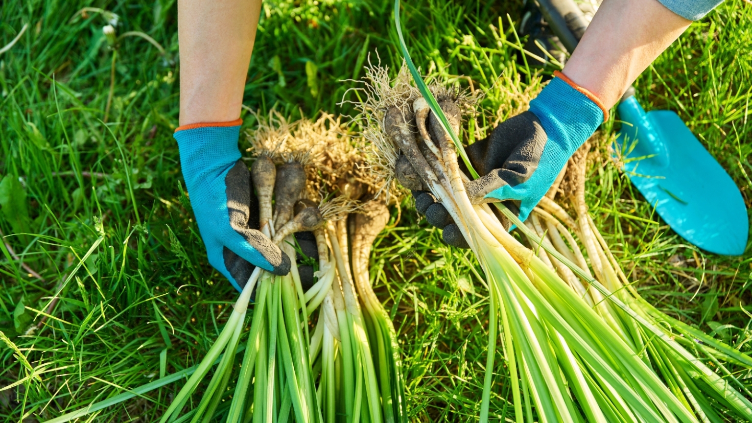 A Guide to Tulip and Daffodil Post-Bloom Care