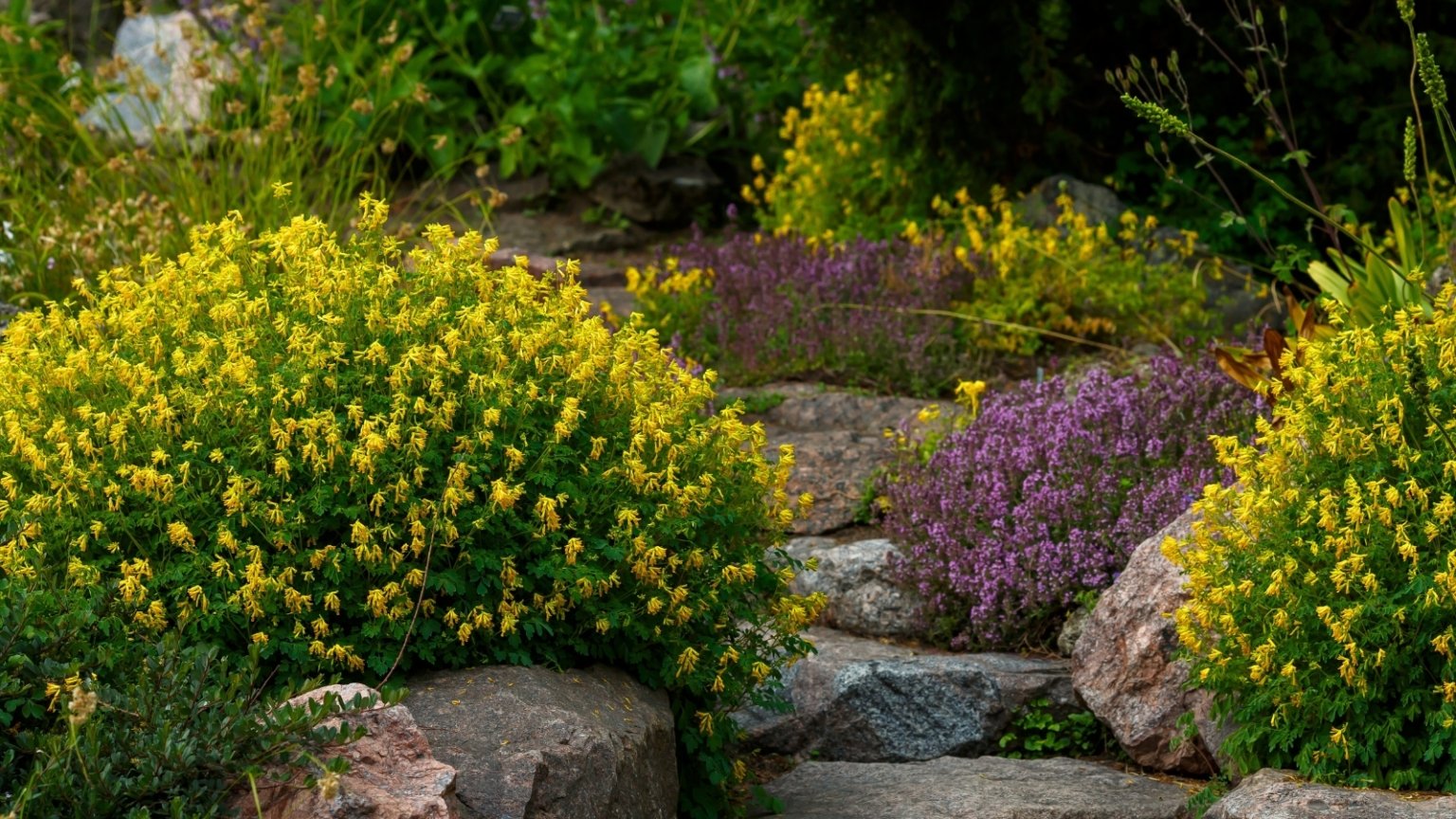 25 Best Plants For Dry Shade Gardens