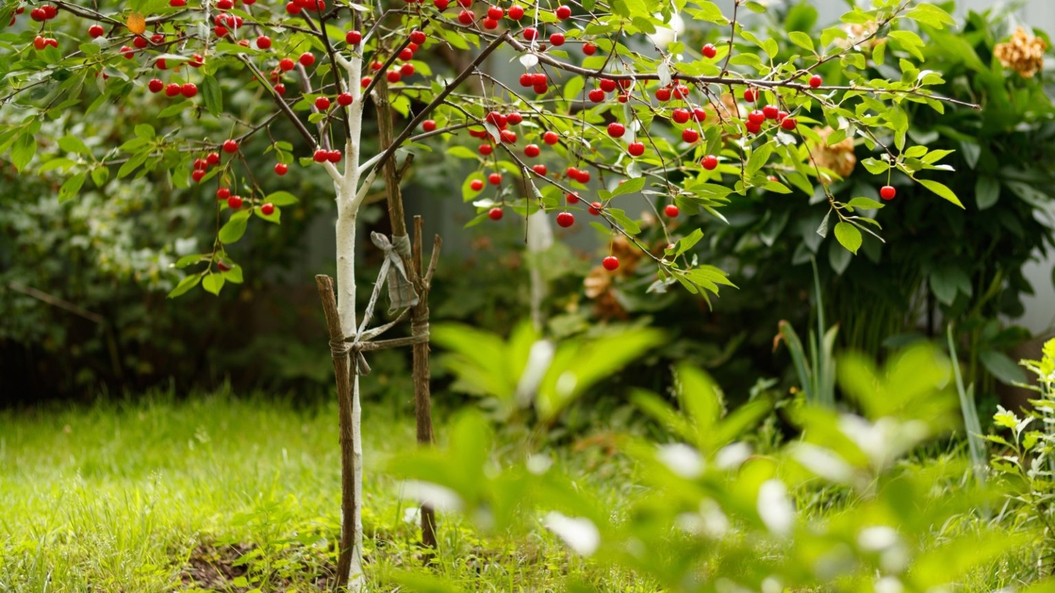 How to Start Your Own Mini Backyard Orchard