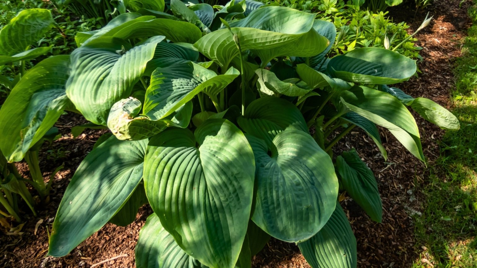 How to Plant, Grow, and Care for 'Empress Wu' hosta