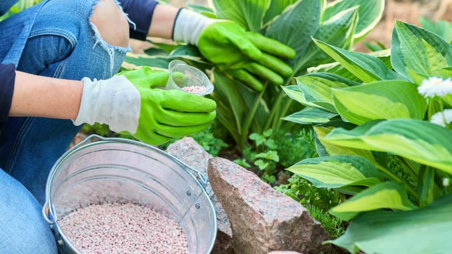 How to Plant, Grow, and Care for 'Empress Wu' hosta