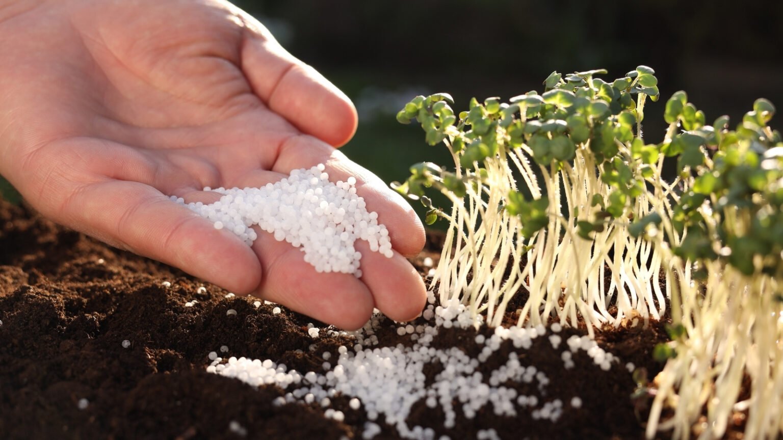 How to Grow Microgreens Without Soil