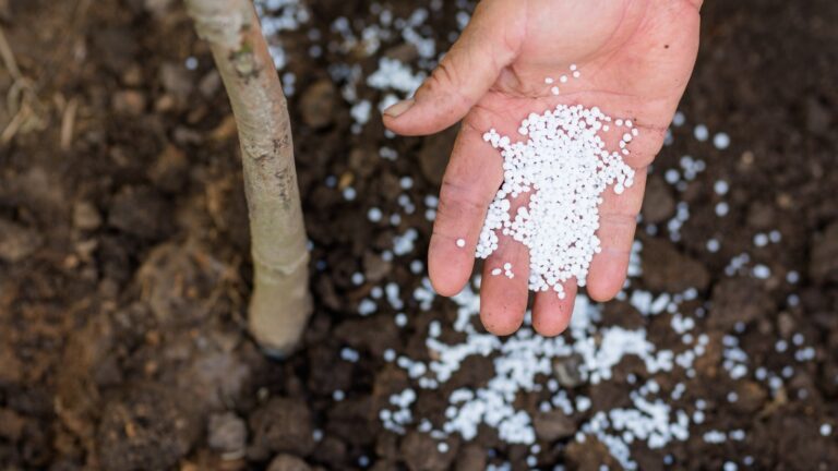 7 Mum Fertilizing Tips for the Best Blooms