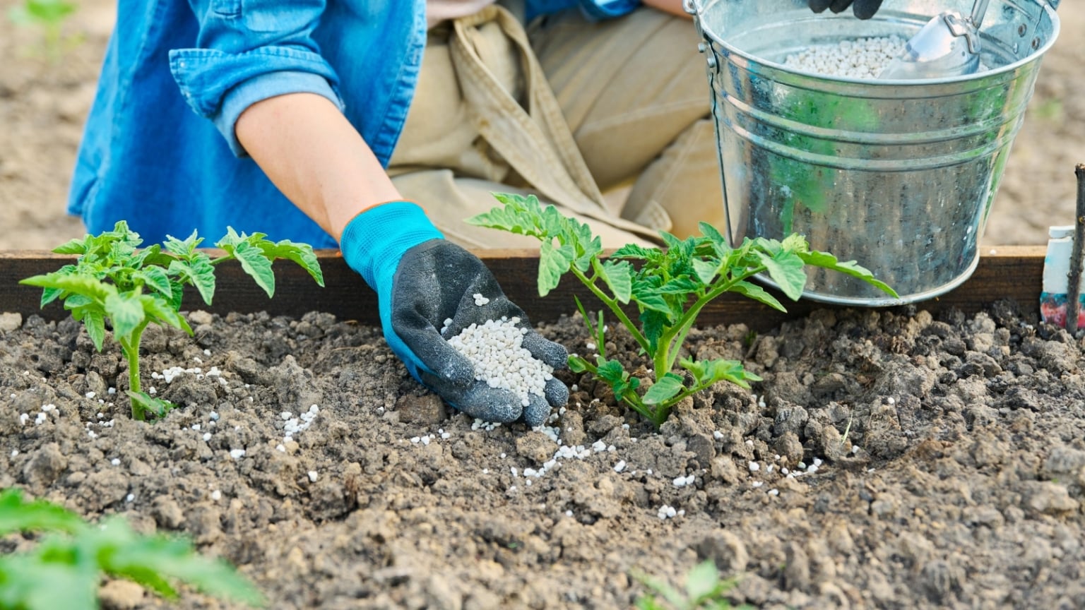 9 Reasons Why Your Tomato Plant Has Stunted Growth