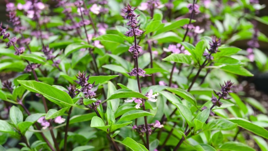 27 Gorgeous Flowering Herbs for Culinary and Ornamental Use