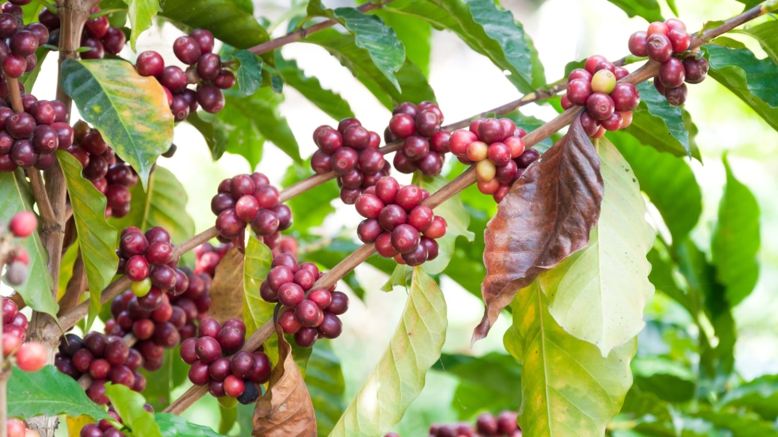 How to Plant, Grow, and Care for Arabica Coffee Plants