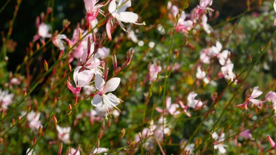 11 Different Types of Gaura Flowers For Your Garden