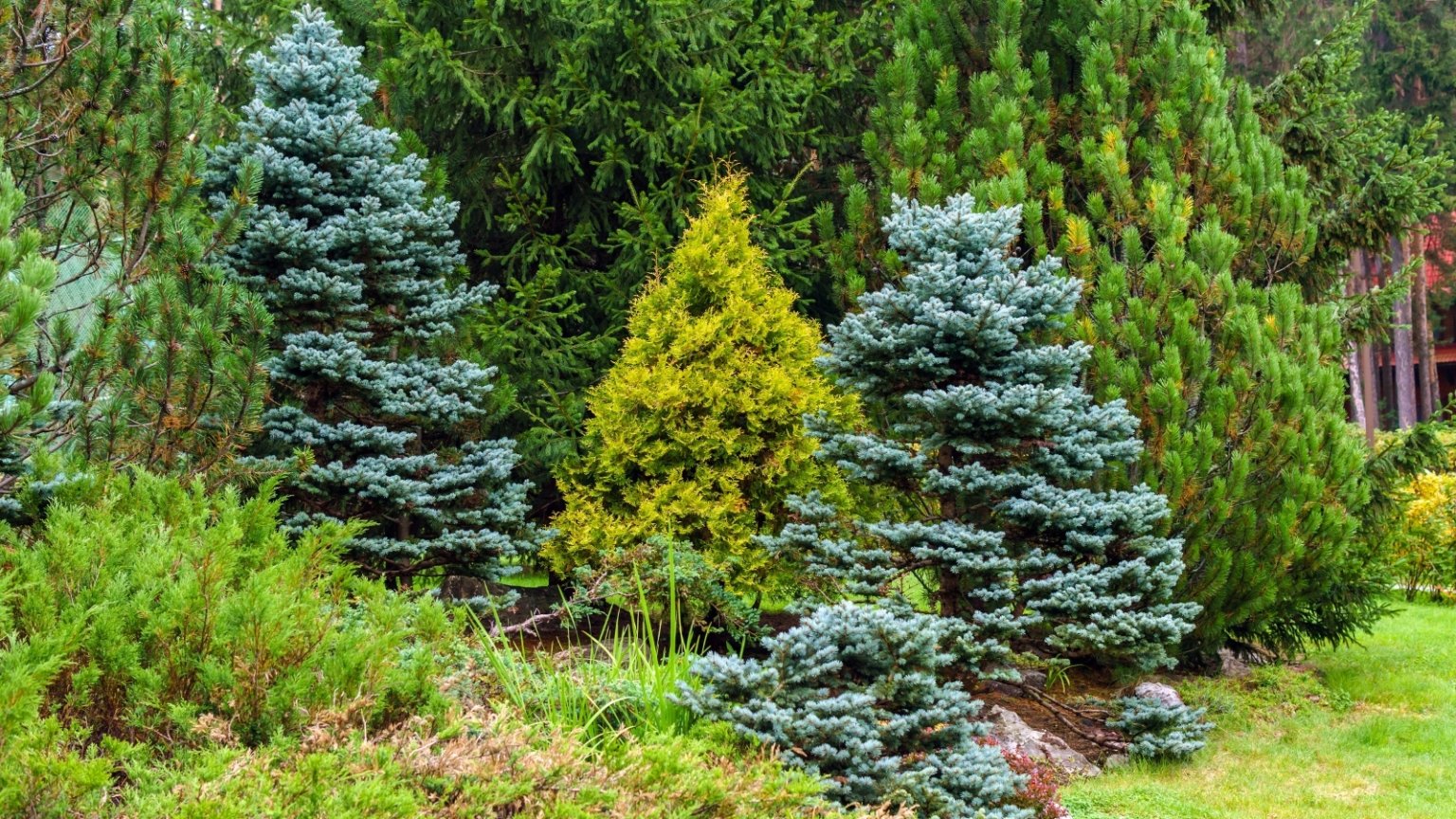 What is a Conifer?