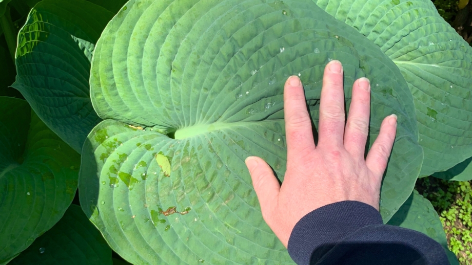 How to Plant, Grow, and Care for 'Empress Wu' hosta