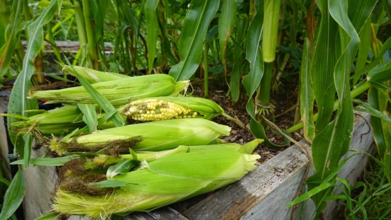 How to Grow Corn in Raised Beds: A Complete Guide
