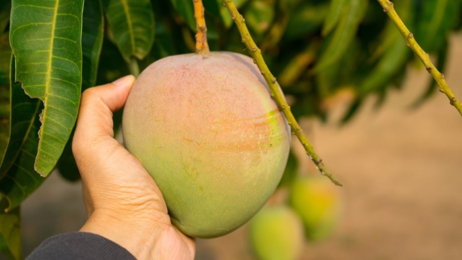 How to Plant, Grow, and Care for 'Glenn' Mango Trees