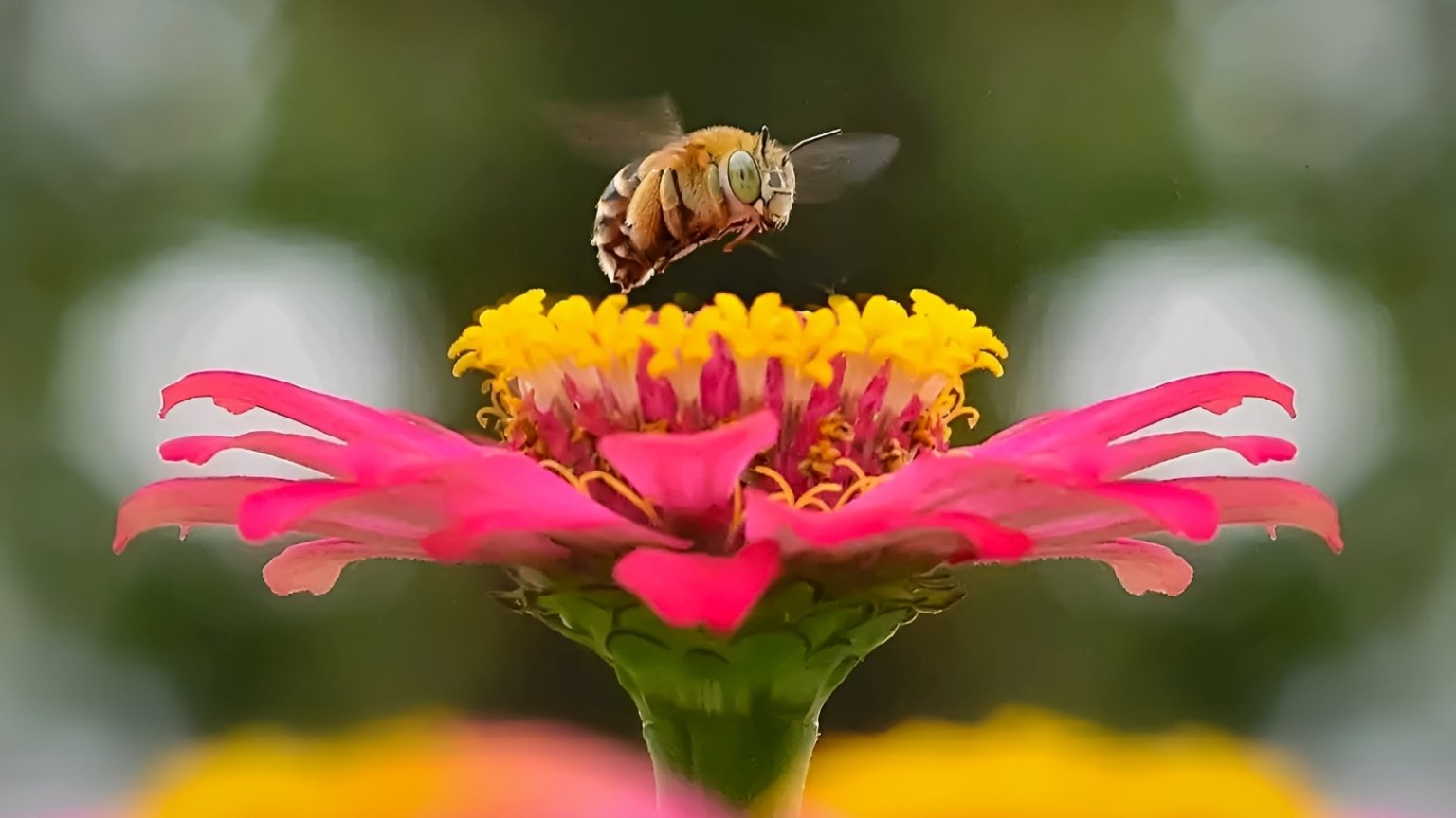 How to Grow a Pollinator Garden in Raised Beds