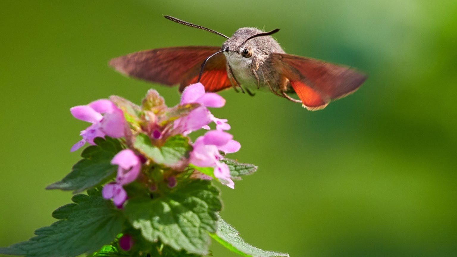 How to Grow a Pollinator Garden in Raised Beds