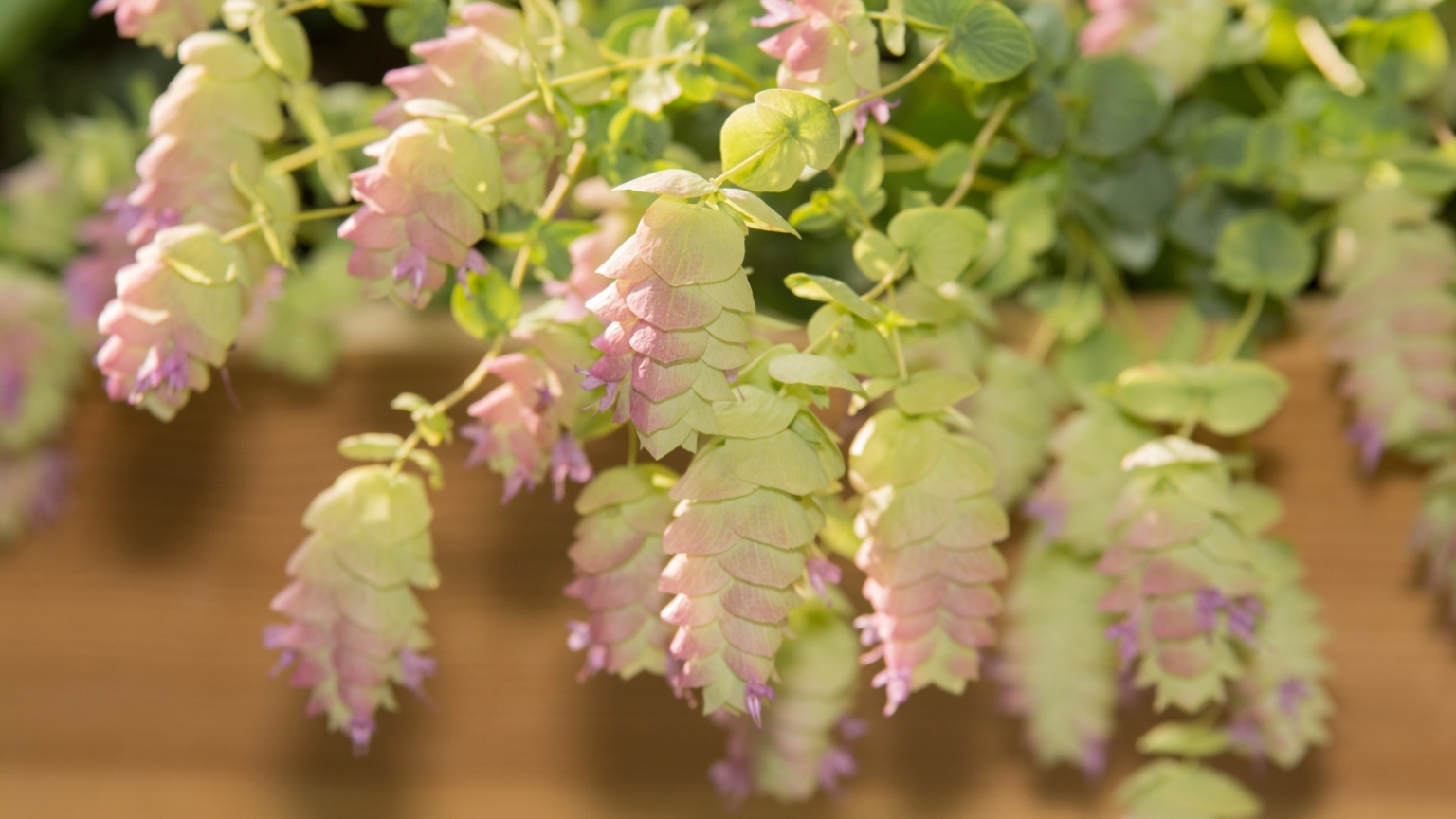 How to Plant, Grow, and Care for ‘Kent Beauty’ Ornamental Oregano