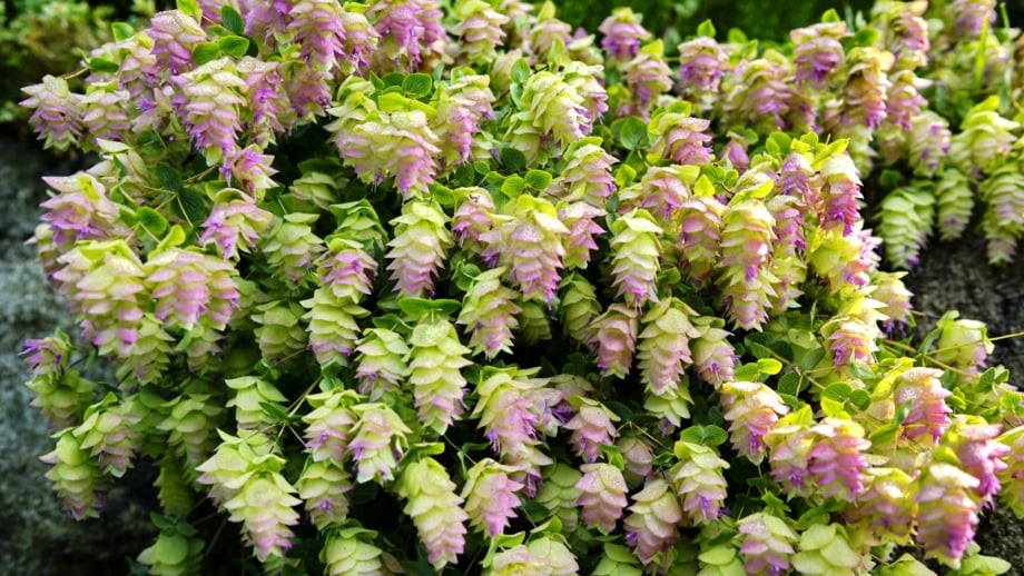 How to Plant, Grow, and Care for ‘Kent Beauty’ Ornamental Oregano