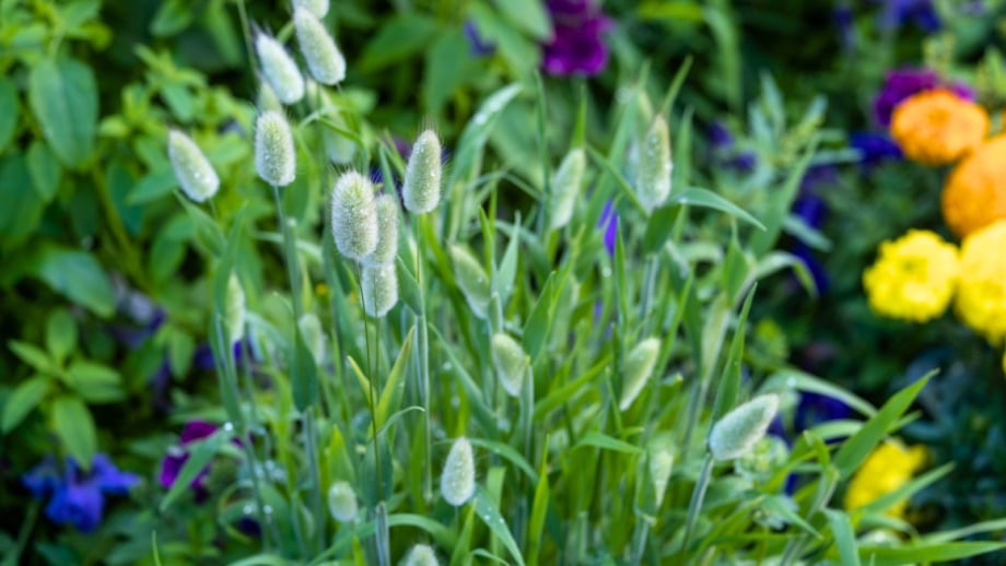 How to Plant, Grow, and Care for 'Bunny Tails' Grass