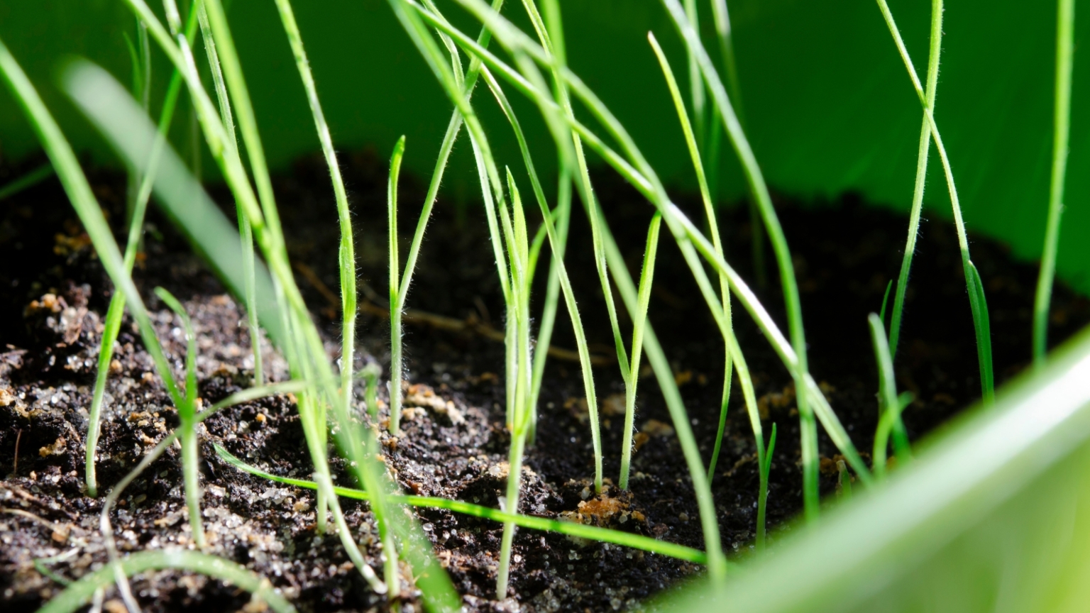 How to Plant, Grow, and Care for 'Bunny Tails' Grass