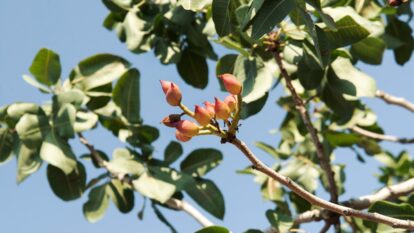 How to Plant, Grow, and Care for Pistachio Trees - Epic Gardening