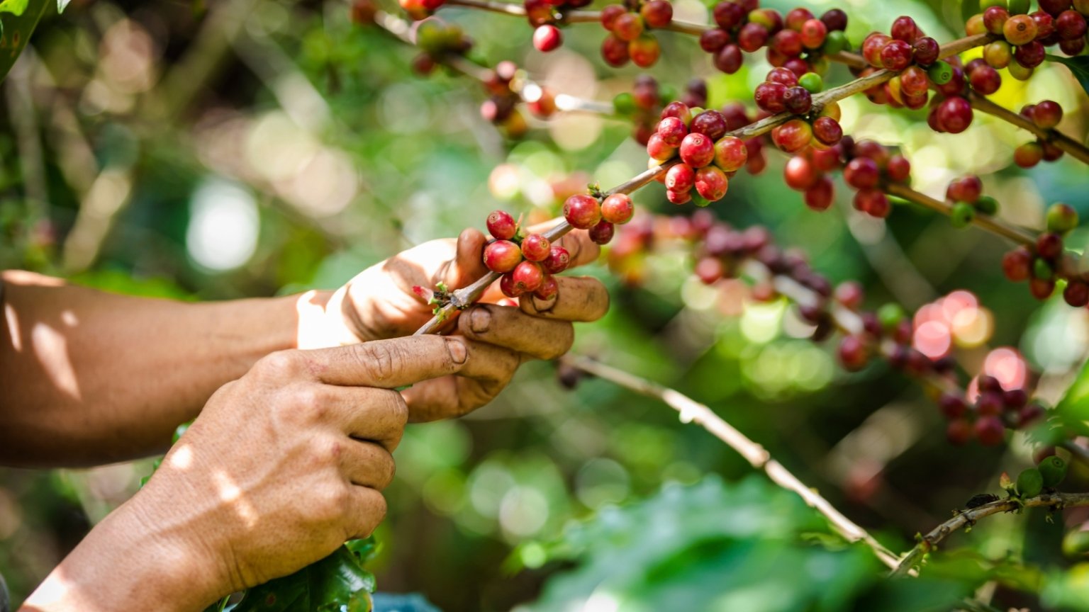 How to Plant, Grow, and Care for Arabica Coffee Plants