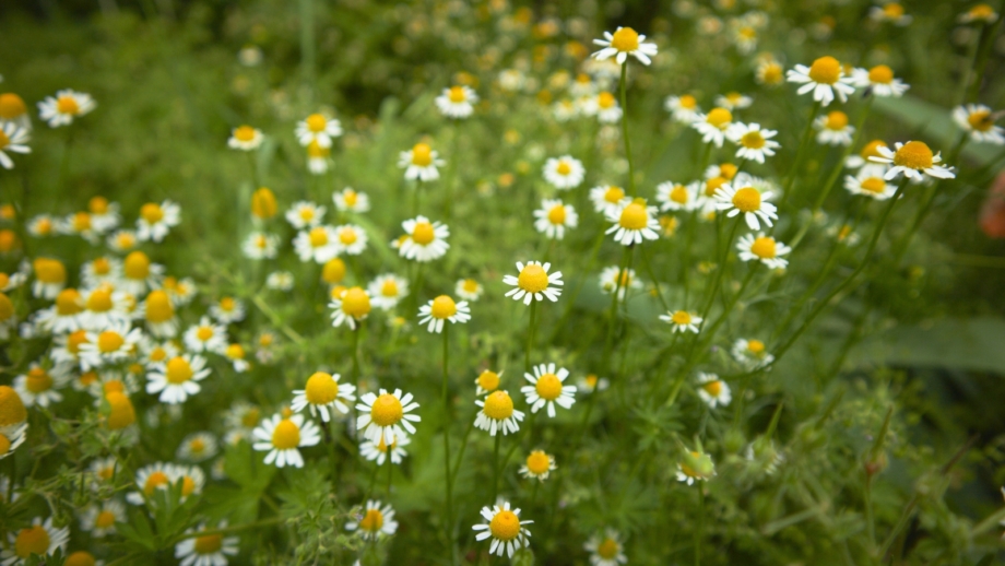 5 Types of Chamomile for Your Garden