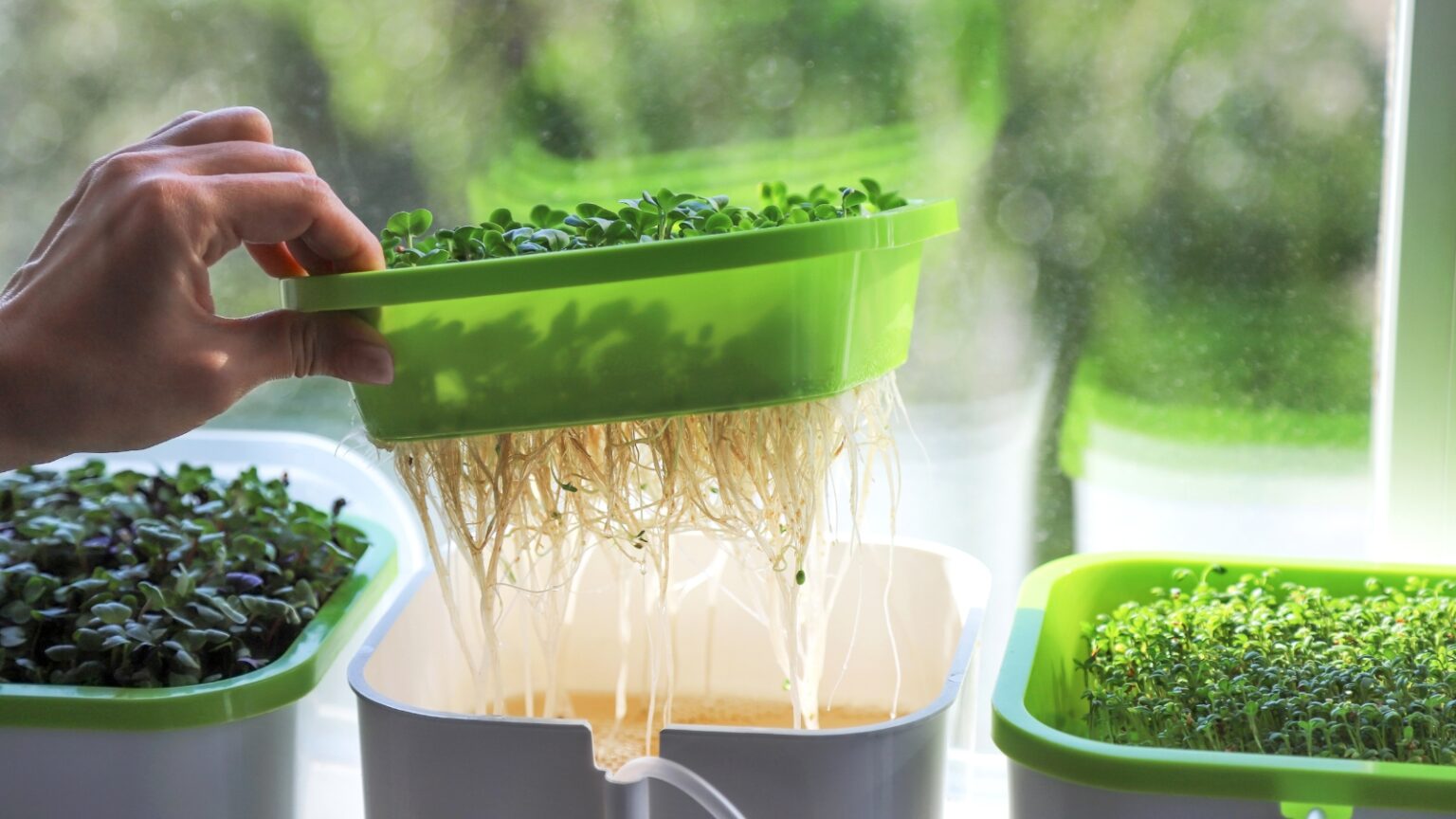 How to Grow Microgreens Without Soil