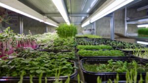 How to Grow Microgreens Without Soil